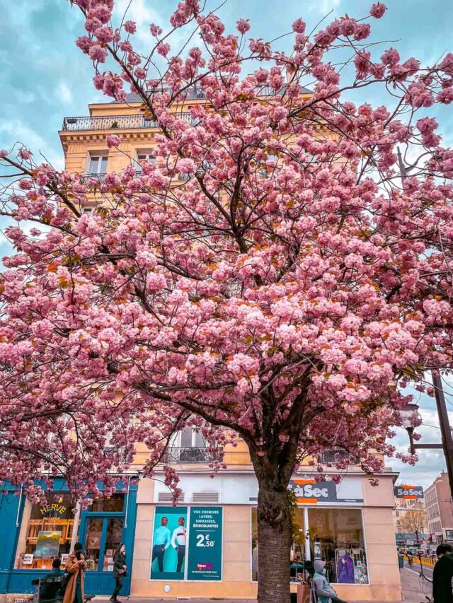 Spring in Paris: The Ultimate Guide to Visiting Paris in Spring